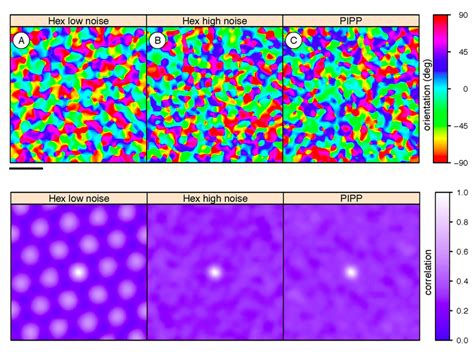 Cortical Orientation Preference Maps Top Row Scale Bar Is 1 Mm On Download Scientific Diagram