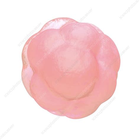 Fertilised Egg Cell Dividing Stock Image C0234586 Science Photo Library