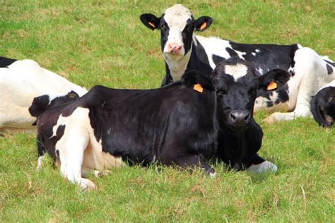Holstein Heifer Lying Down In A Field Agrivantageagrivantage