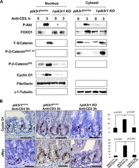 Cyclin D1 Recombinant Monoclonal Antibody Sp4 Ma5 14512