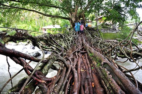 What Would Health And Safety Say The Amazing Indonesian Root Tree Bridge That Took 26 Years To