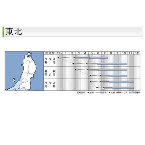 中玉トマト・ルイ60 種・苗・ガーデニング用品の【タキイネット通販】