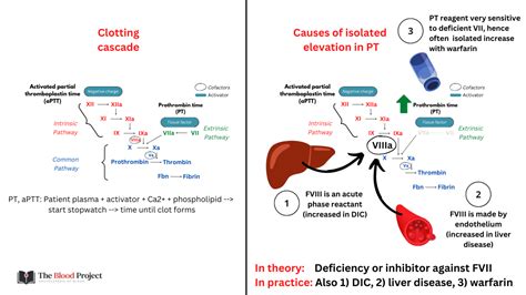 Elevated Prothrombin Time Pt • The Blood Project