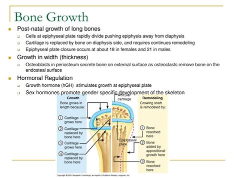 Ppt The Skeletal System Powerpoint Presentation Free Download Id