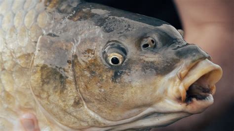 Ile Kosztuje Kilogram Karpia Ile Kosztuje Karp 2022 Cena Karpia