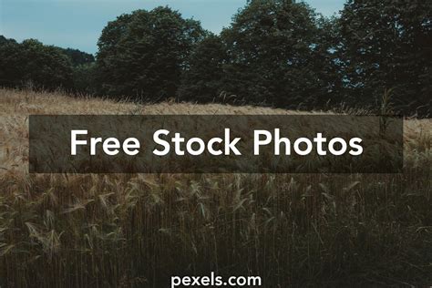 Vray Trees And Grass Nature Photos Download The Best Free Vray Trees And Grass Nature Stock