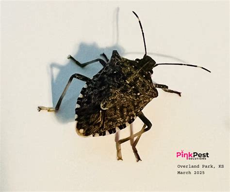 Managing The Invasive Stink Bug Invasion Diy Tips