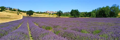 Il Profumo E I Colori Della Lavanda Val Mivola Le Marche Tra Le