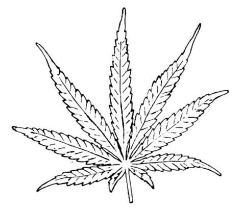 Weed Leaf Drawing Coloring Page Turkau