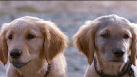 Air Buddies Video 2006 Imdb
