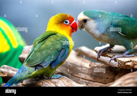 Two Lovebird Agapornis Roseicollis Also Known As Rosy Collared Or