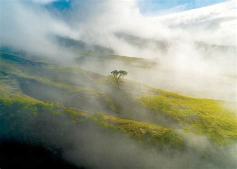Restoring The Forest Maui Forest Bird Recovery