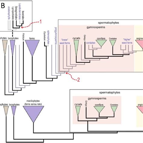 Diagrams Showing Coenocytic Growth Phases In A Generalized Gymnosperm