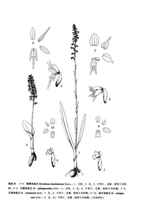 远古时代的植物简笔画 简笔画图片大全 普车都