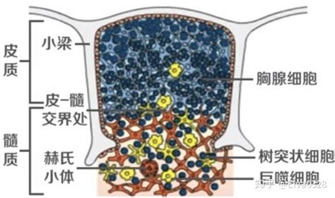 免疫学 02 免疫相关器官与组织 知乎