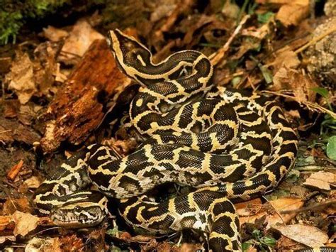 Burmese Python Burmese Python Reptiles And Amphibians Python