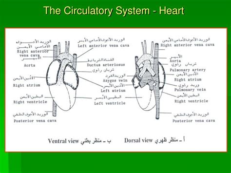Ppt Mouse Dissection Powerpoint Presentation Id6032514
