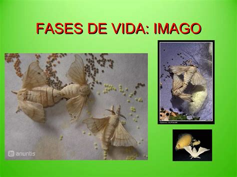 Cucs De Seda Ppt