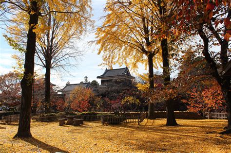 上田城跡公園 紅葉7 の詳細情報 上田市イメージデータベース
