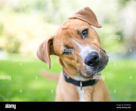Cute Pitbull Mix Puppy