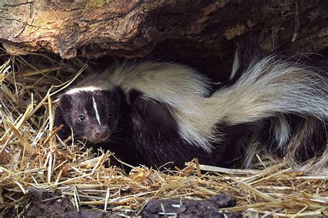 Can Skunks Burrow Underground Peachtree Pest Control