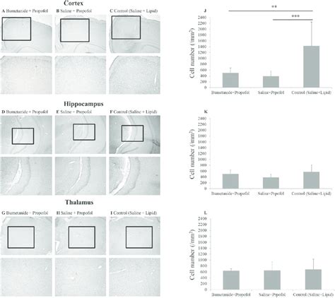 Changes In The Expression Of Phosphorylated Cyclic Adenosine
