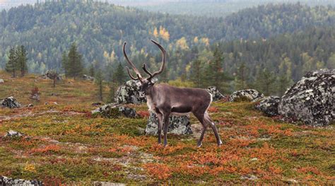 11 Examples Of Depletion Of Natural Resources Green Coast