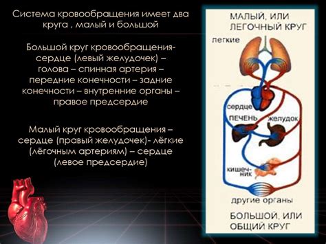 Кровеносная система человека - презентация онлайн