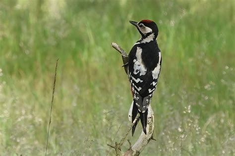 Pelt Een Jonge Grote Bonte Specht Internetgazet