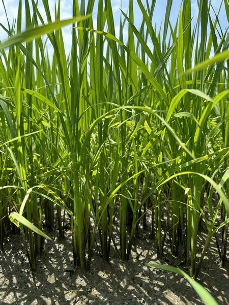 1 Cay Lua Royalty Free Photos And Stock Images Shutterstock