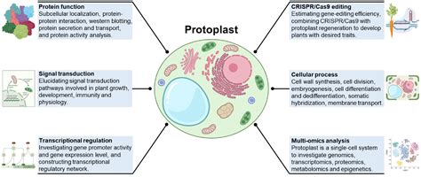 Single Protoplast Proteomics Analysis Mtoz Biolabs