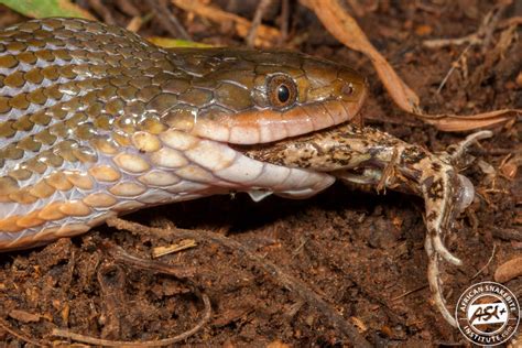 Hibernating Snake