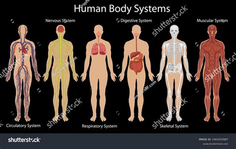 Detailed Depiction Various Human Body Systems Stock Vector Royalty