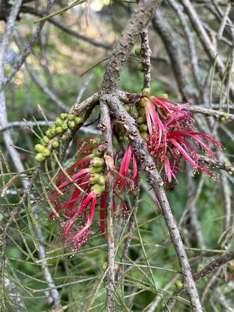 Calothamnus Quadrifidus One Sided Bottlebrush [oc] R Botanicalporn