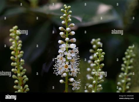 Beautiful Prunus Caucasica Laurocerasus Flowers Ornamental Plum