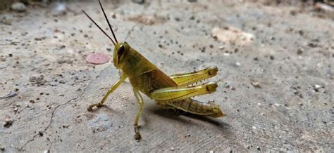 Premium Photo Grasshopper Yellow