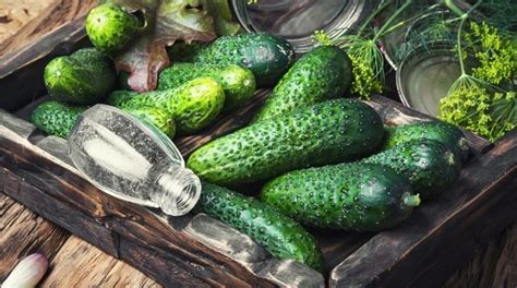 Огурец 16 фото что это такое овощ ягода или фрукт Корневая система и семейство плоды