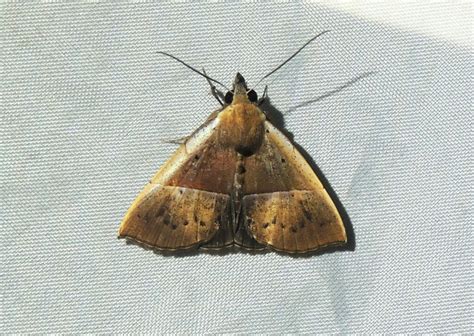 Hypenine Snout Moths From Strathdickie QLD Australia On December At PM By