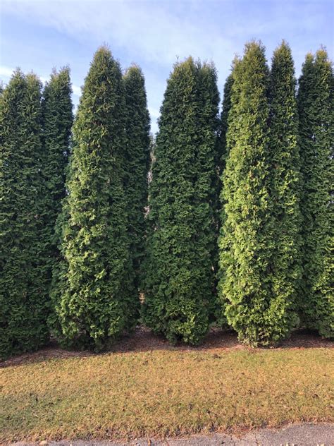 Pyramidal Evergreen Trees All Trees Tagged Columnar Trees