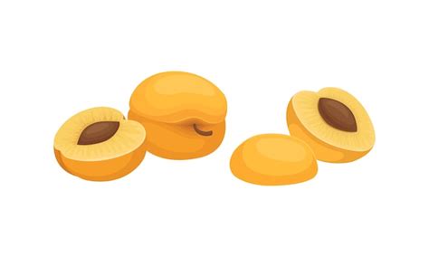 Premium Vector Orange Round Apricot Drupe Fruit Showing Firm Flesh