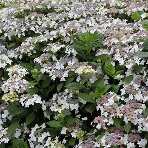 Buy Lacecap Hydrangea Hydrangea Macrophylla Lanarth White Delivery By Waitrose Garden