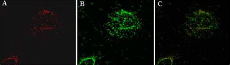 Cd46 Is A Receptor For Group B Adenovirus Molecular Therapy