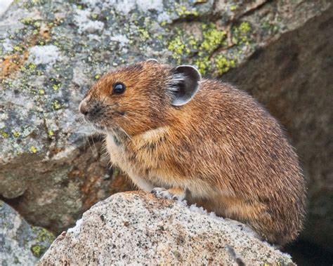 Pika Adaptations American Pika The Ultimate Guide To The Mountain