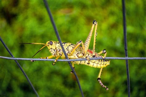 Florida Lubber Grasshopper Stock Image Image Of Florida 17667695