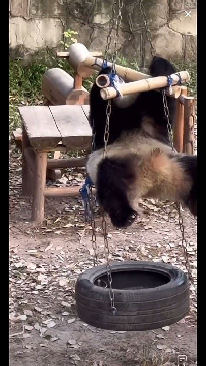 有谁懂我啊？太喜欢渝爱这软敷敷的小pp和玉米扒的小短腿，理解coco羡慕coco，真的好好rua的样子大熊猫 治愈系 来这吸熊猫 大熊猫渝爱 萌到爆炸了💥 糖姐爱熊猫 Youtube