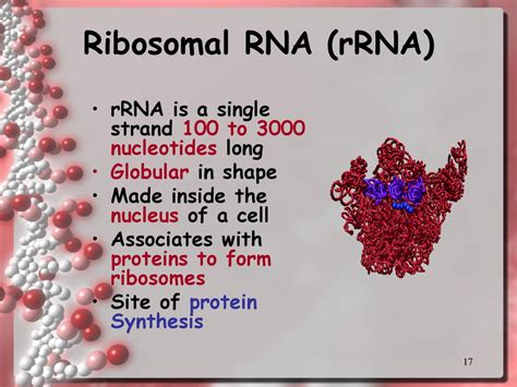 Protein Synthesis Ppt Download