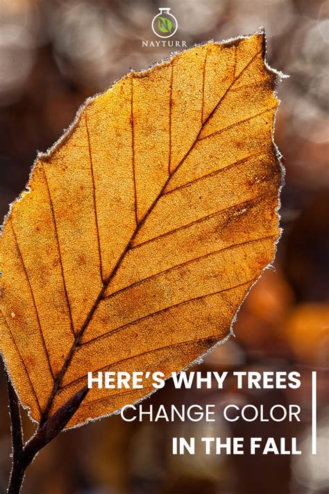Heres Why Trees Change Color In The Fall Nayturr