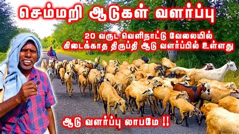சமமற ஆடகள வளரபப Semmari aadu valarpu semmari aadu sale