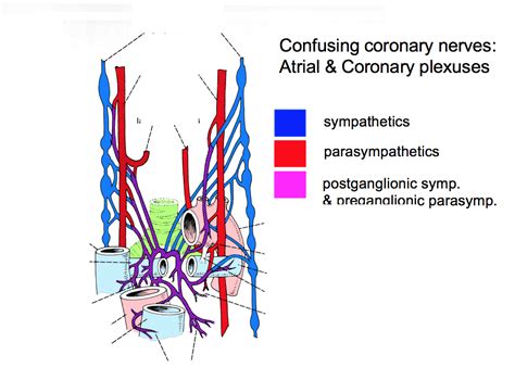 Atrial And Coronary Plexuses Diagram Quizlet