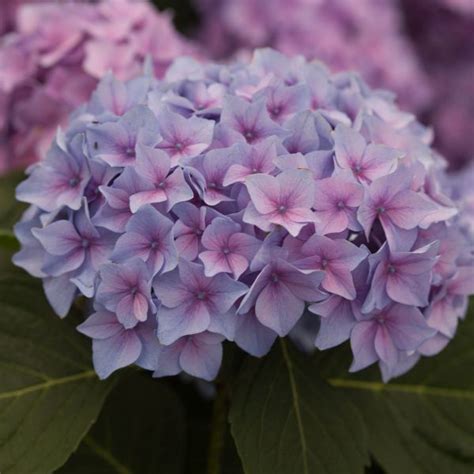 Proven Winners® Lets Dance® Rhythmic Blue™ Hydrangea
